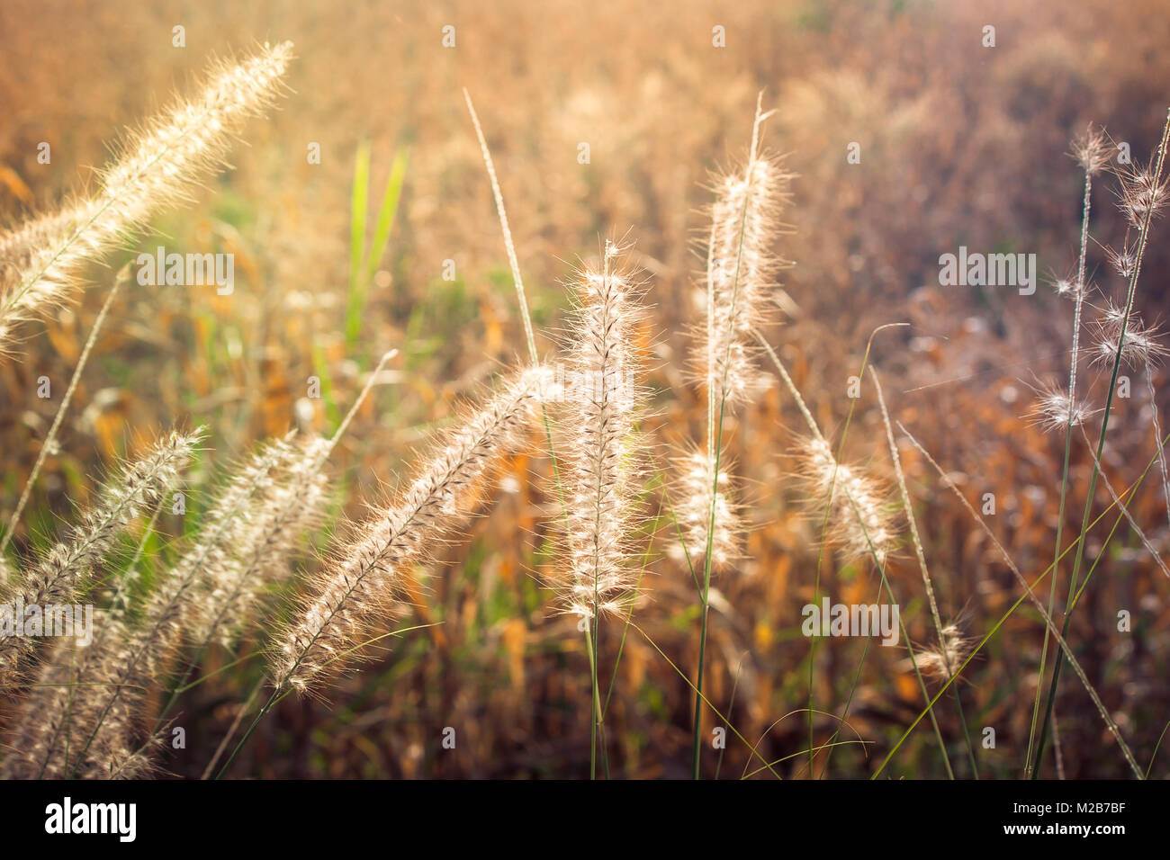 Beautiful nature sunset landscape in summer seasonal, Grass flower in ...