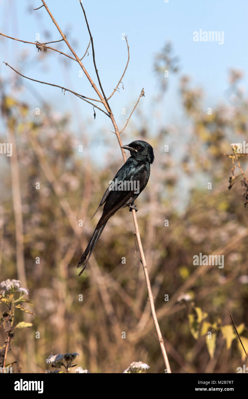 Drongo bird hi-res stock photography and images - Alamy