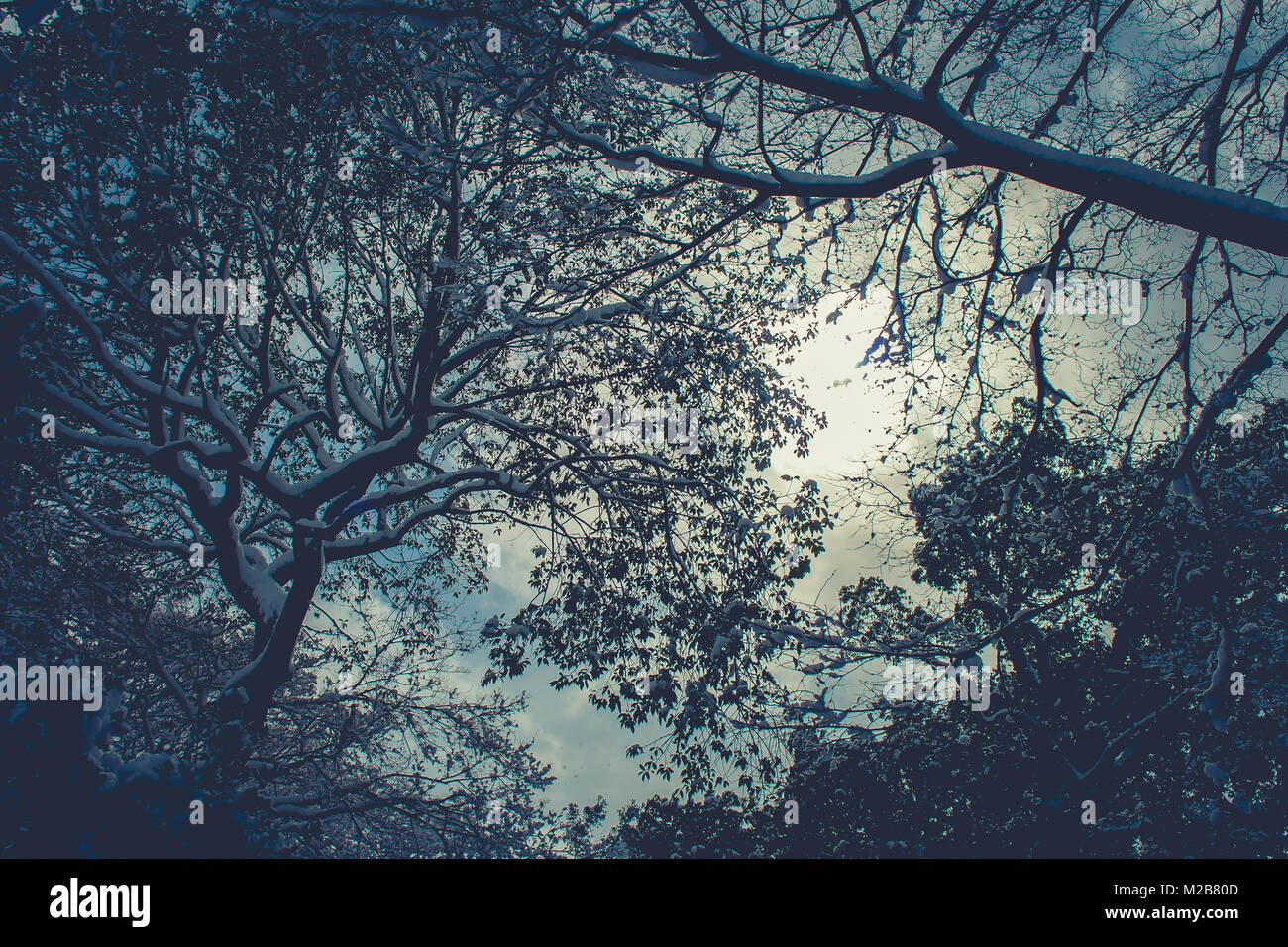 Branches trees in the forest at twilight time covered white snow in ...
