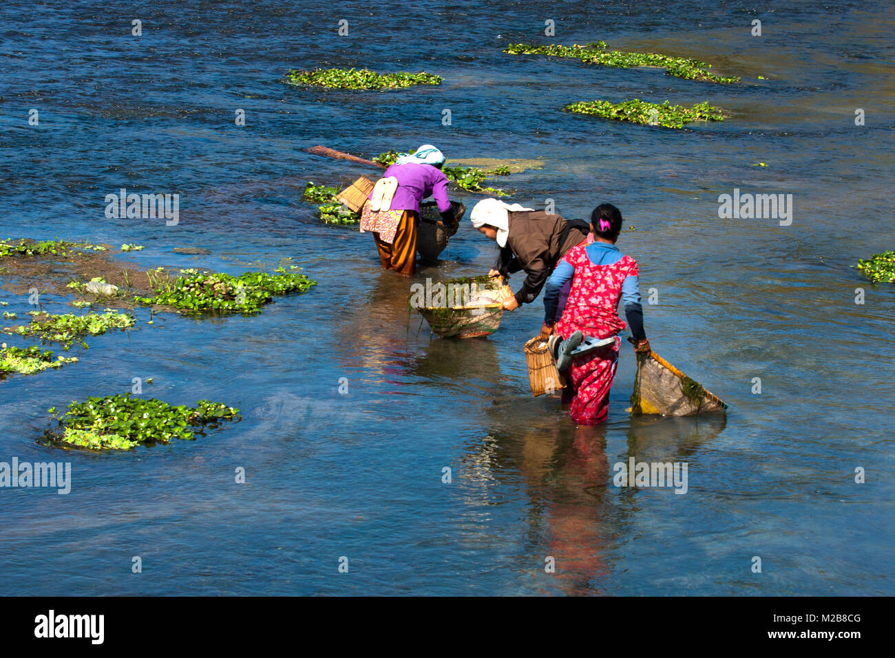 Women belonging to Tharu community fishing in the Rapti river in ...