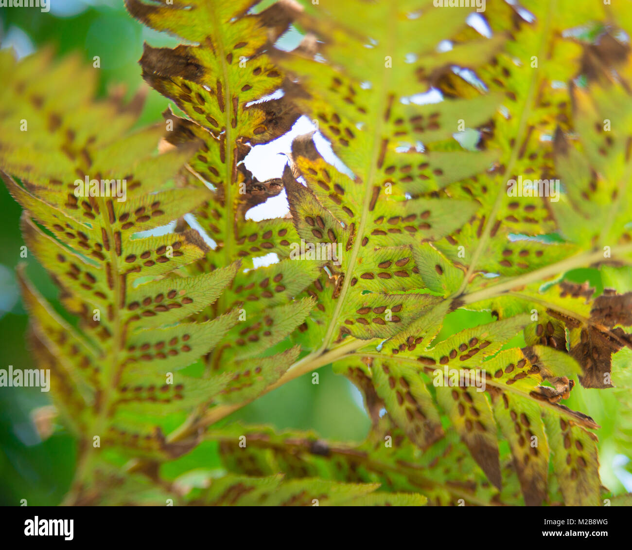 Close up view of underside of fern leaf in winter, yellowing leaves ...