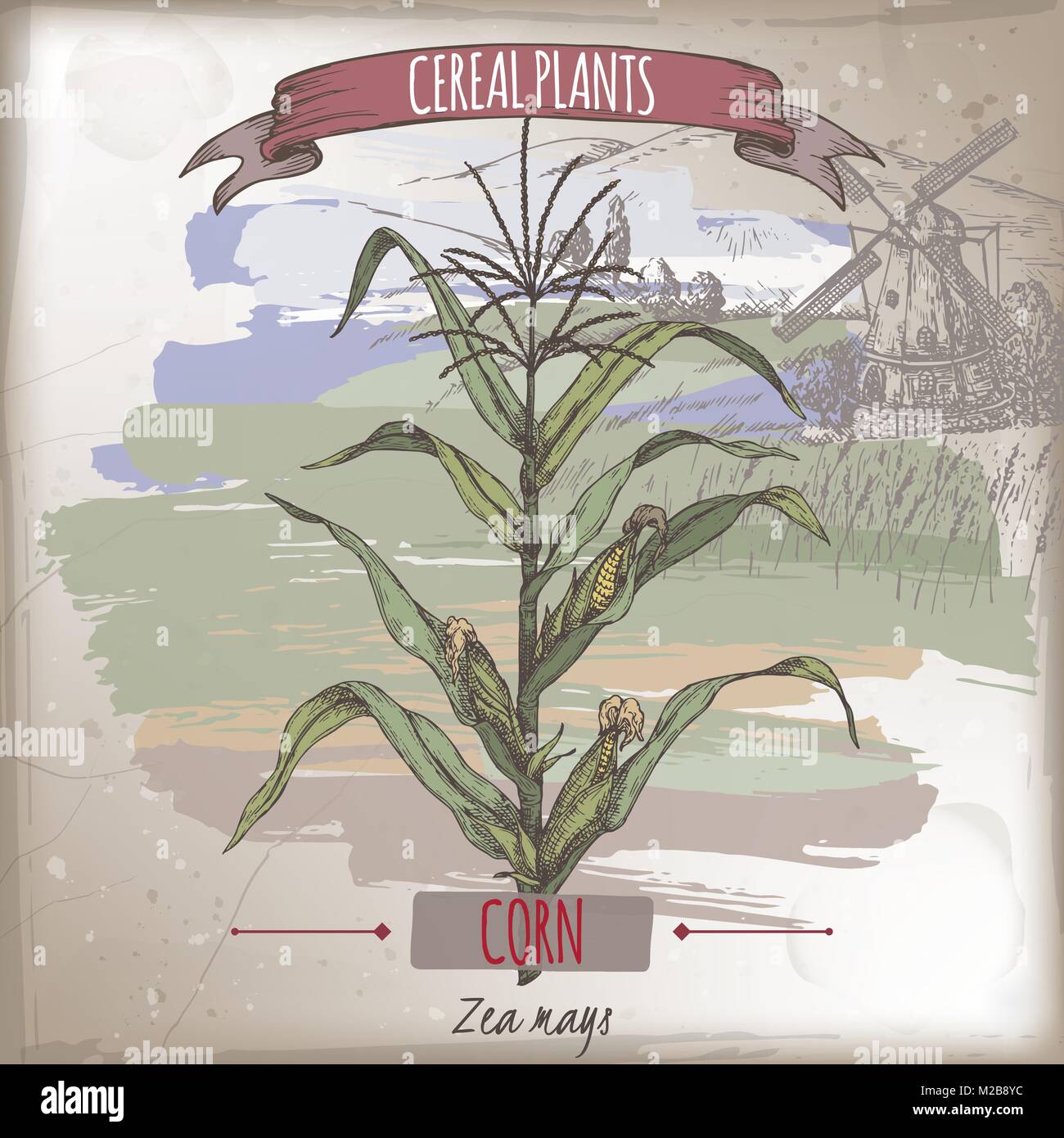 Corn aka Maize or Zea mays color sketch. Cereal plants collection Stock ...