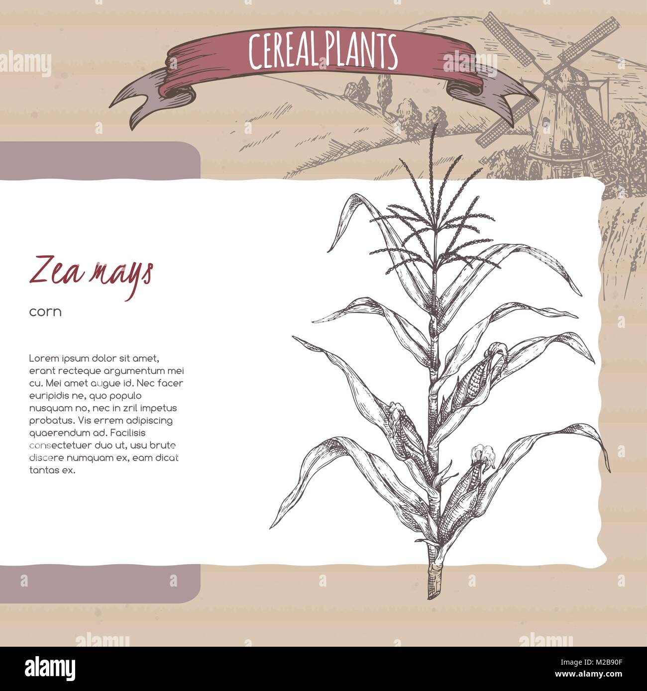 Zea maize Stock Vector Images - Alamy