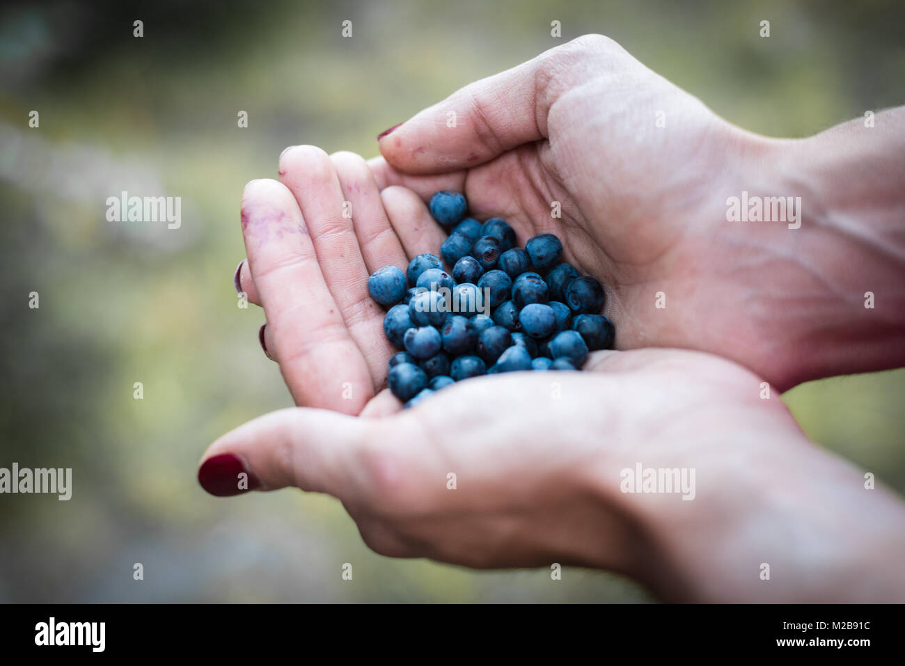 Hand holding blueberries hi-res stock photography and images - Alamy