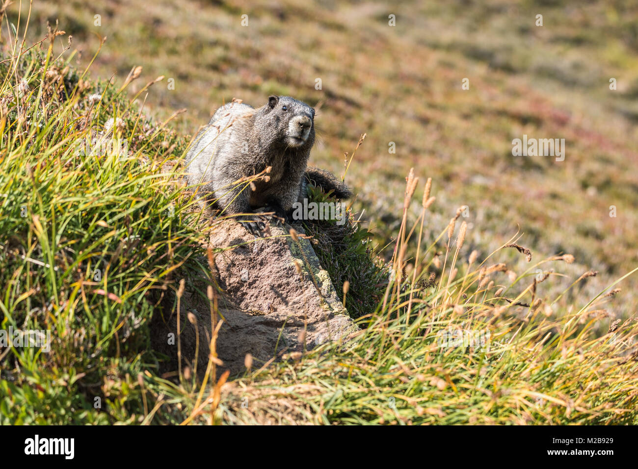 Marmot sitting on rock hi-res stock photography and images - Alamy