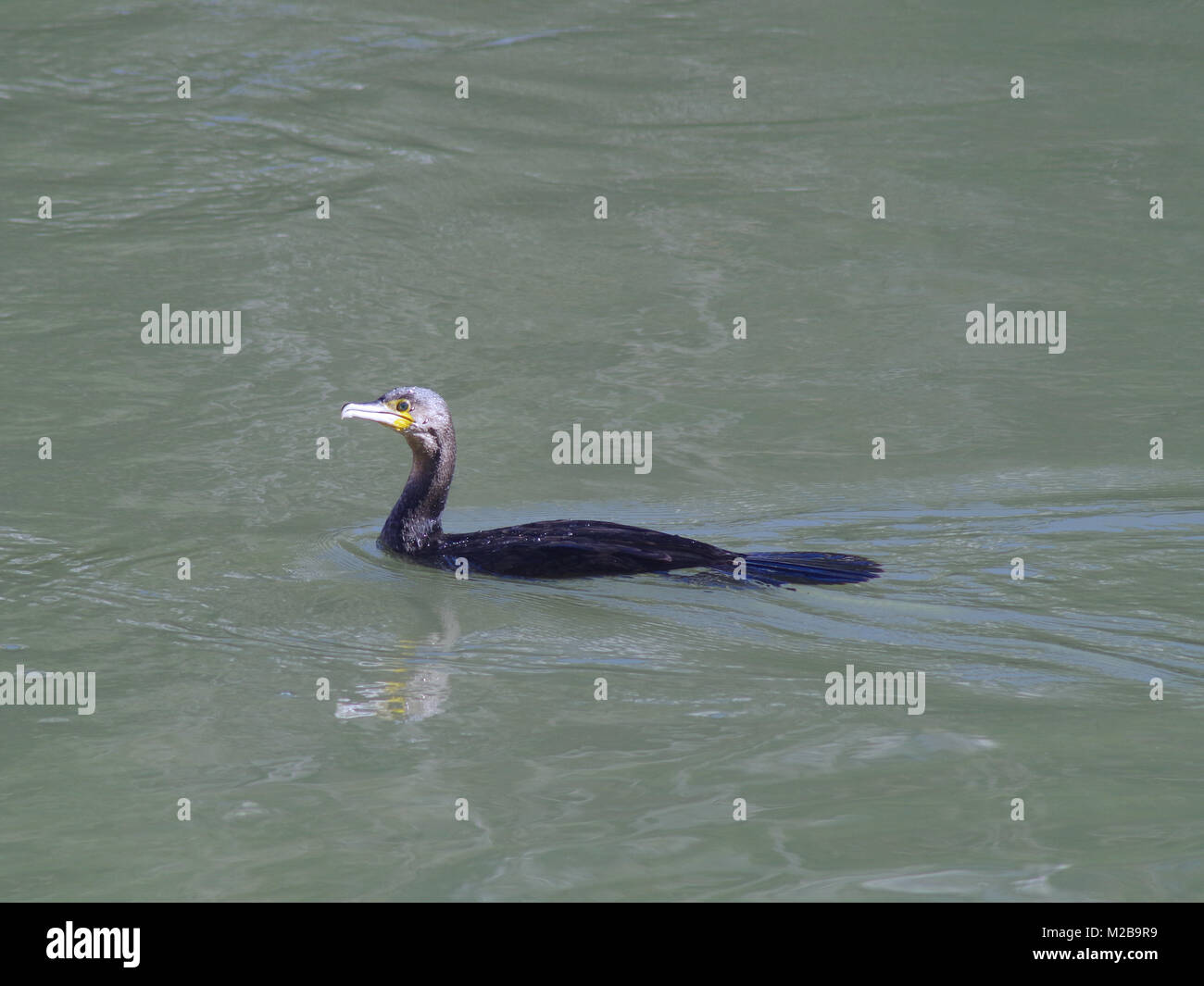 strange black swan Stock Photo - Alamy