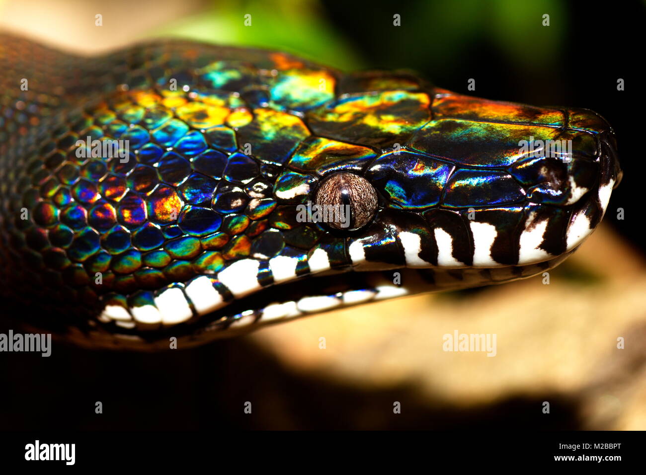 Snake photography tips hi-res stock photography and images - Alamy