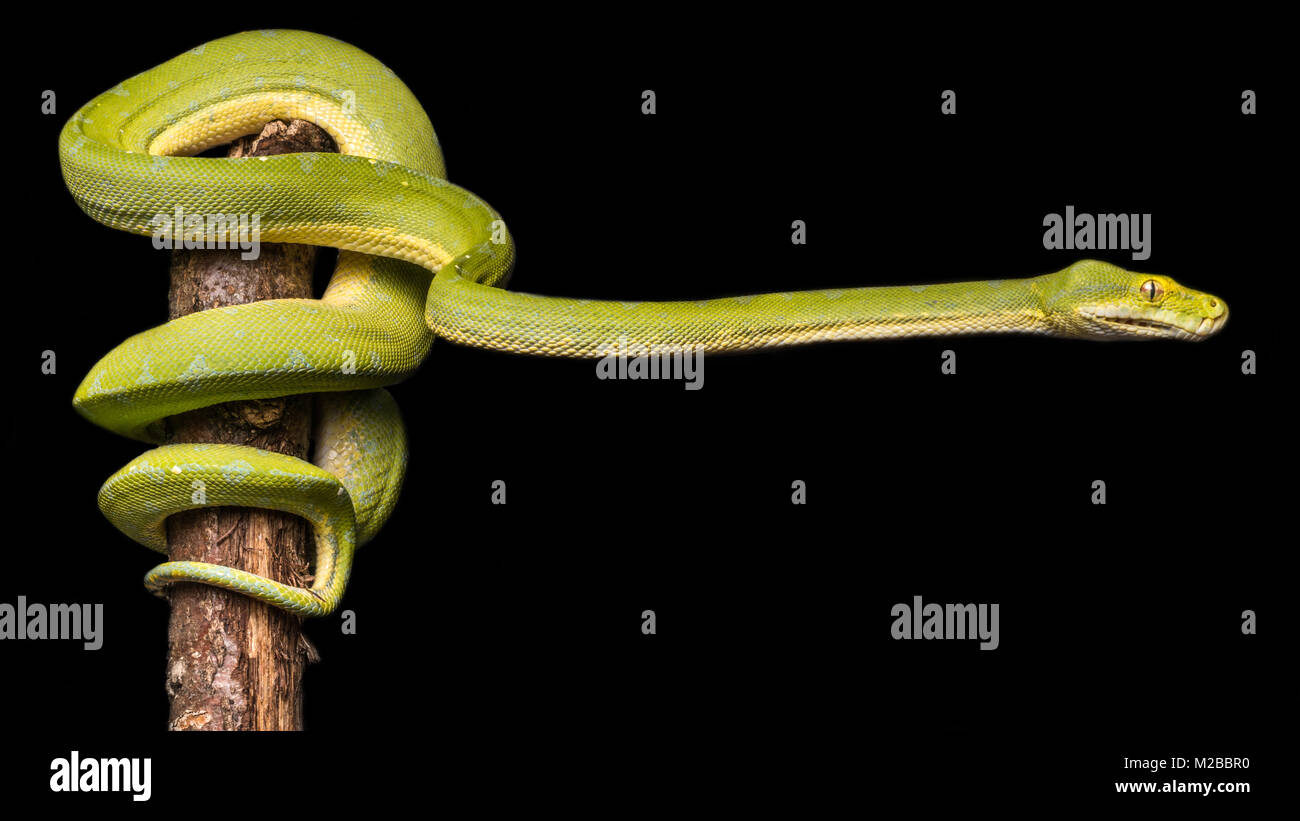 Snake photography tips hi-res stock photography and images - Alamy