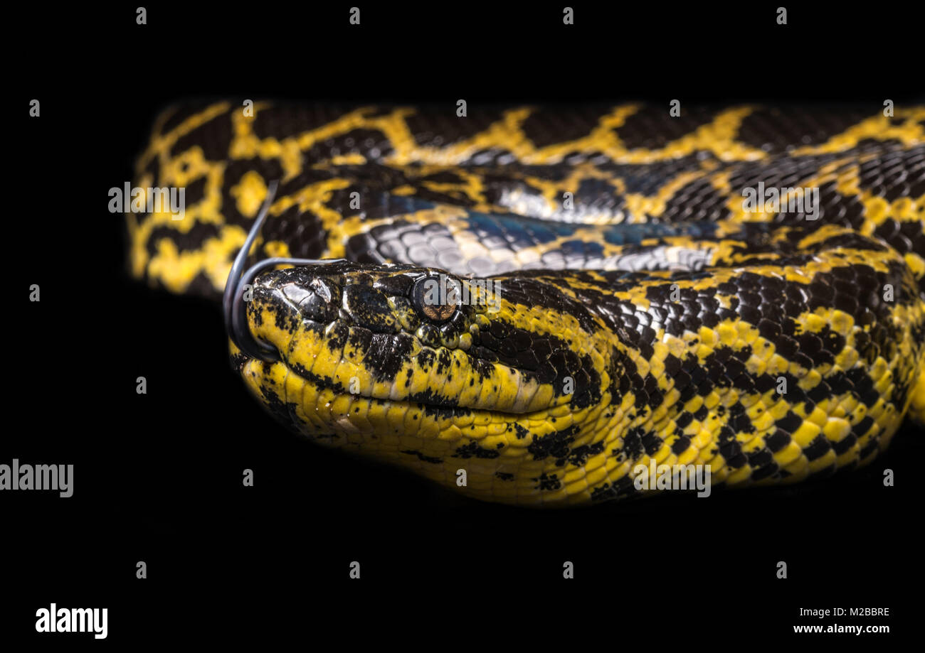 Snake photography tips hi-res stock photography and images - Alamy