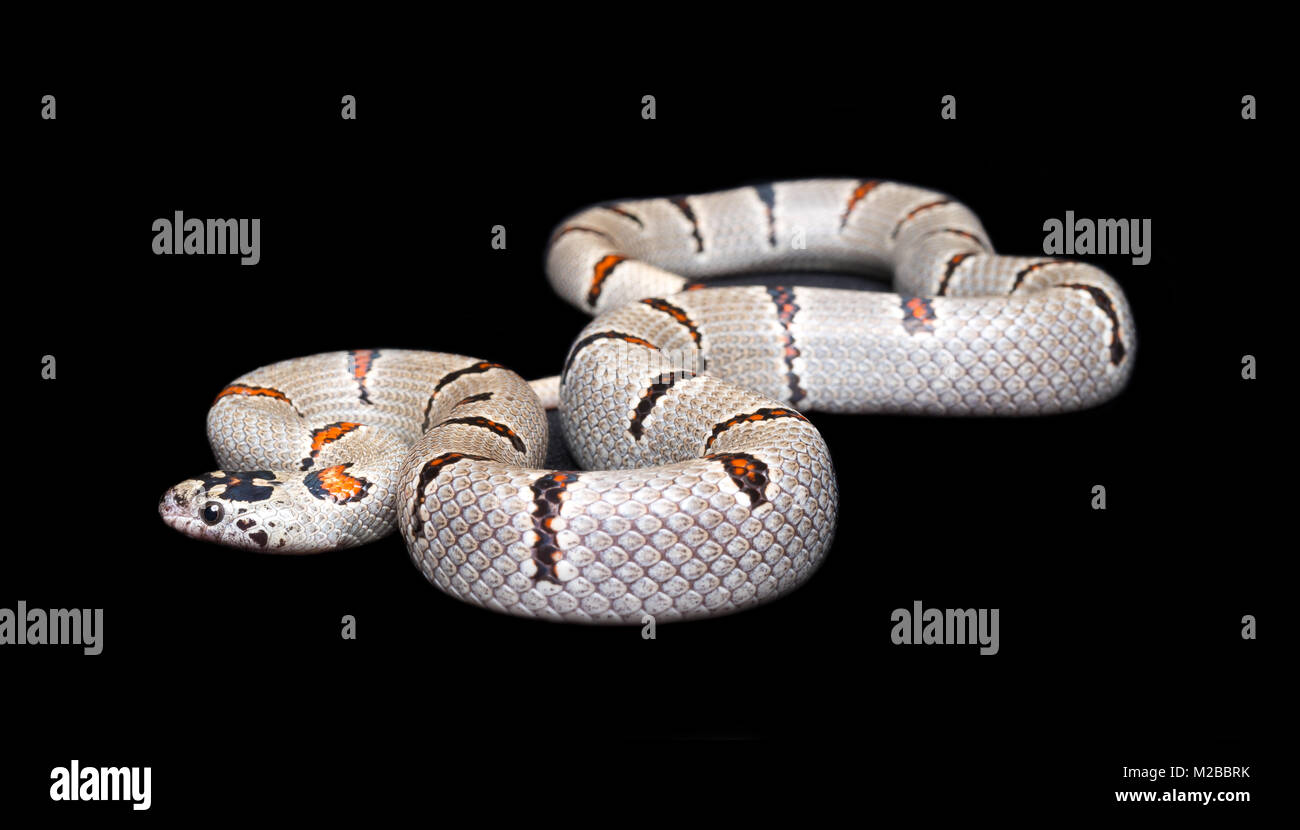 Snake photography tips hi-res stock photography and images - Alamy