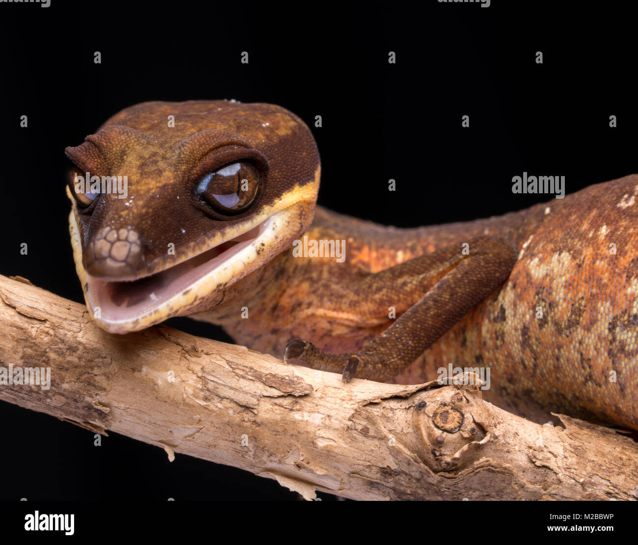 Aeluroscalabotes felinus / Cat gecko Stock Photo - Alamy