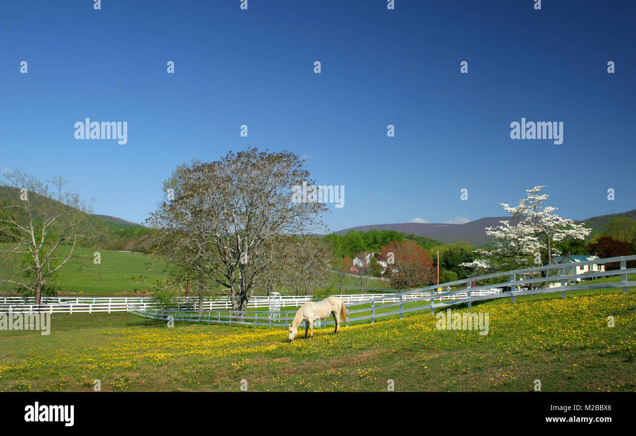 Virginia countryside horse usa hi-res stock photography and images - Alamy