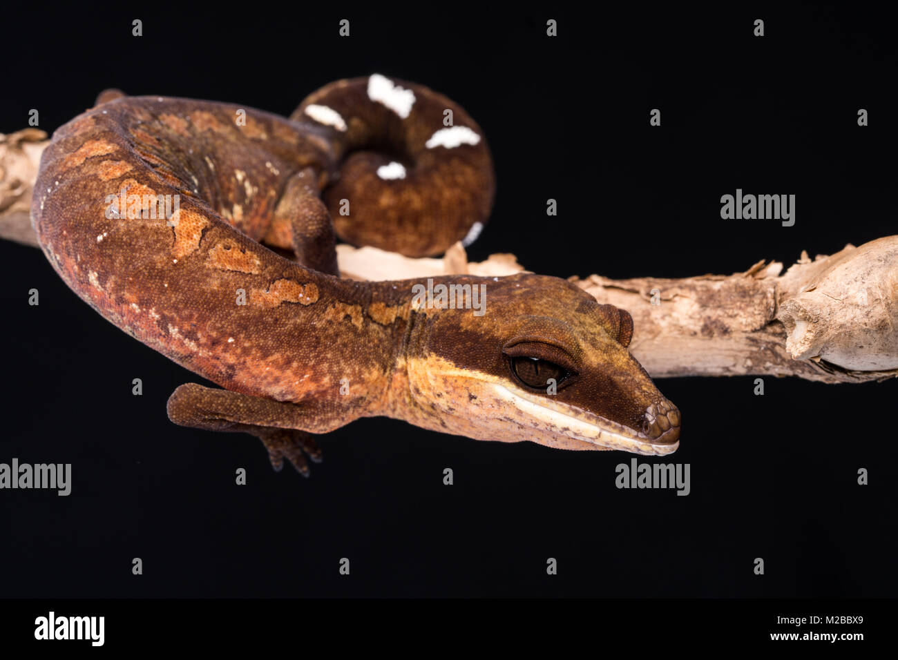 Aeluroscalabotes felinus / Cat gecko Stock Photo - Alamy