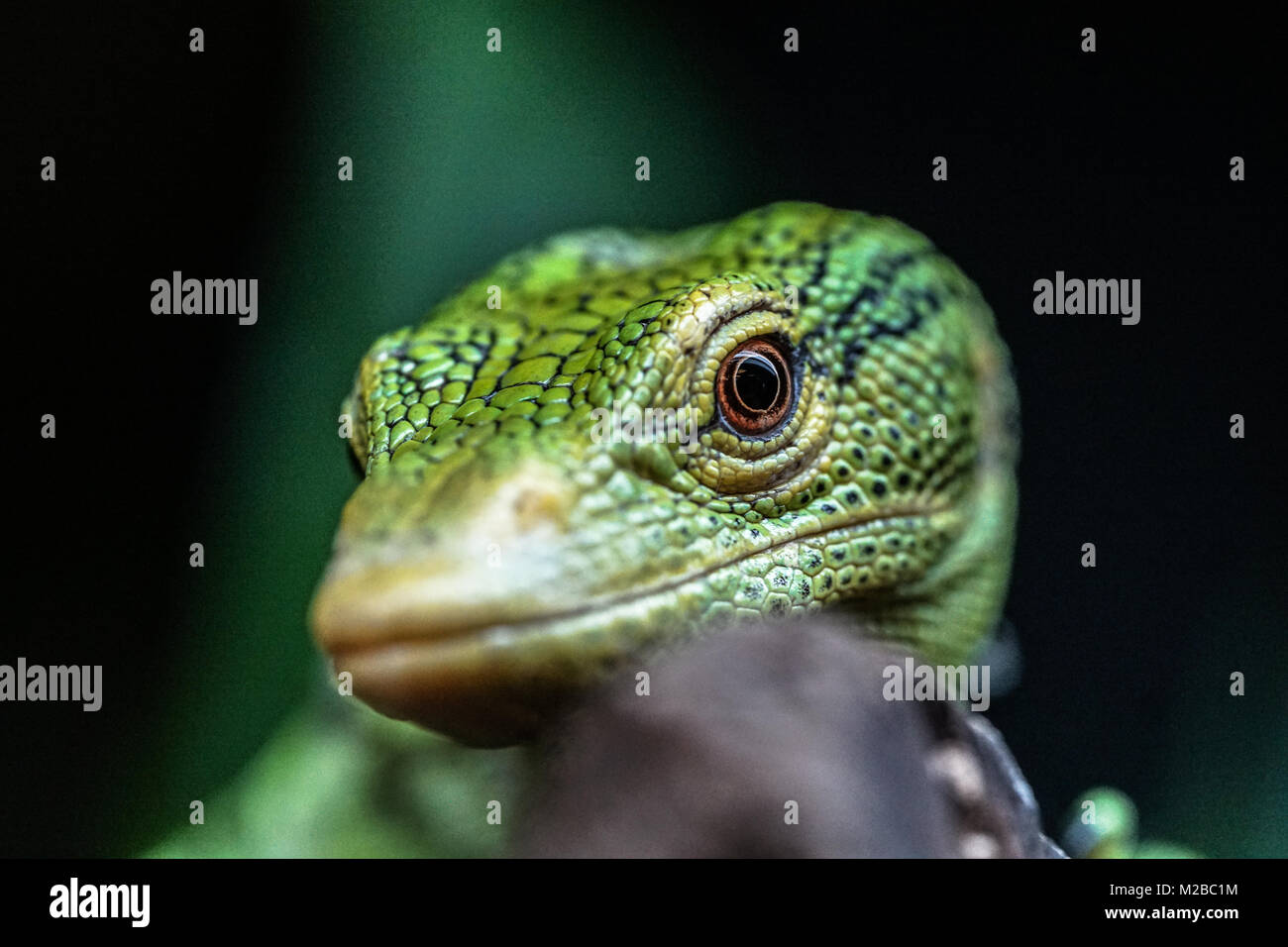 Green tree monitor Stock Photo - Alamy