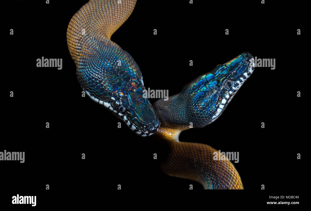 Python snake hi-res stock photography and images - Alamy