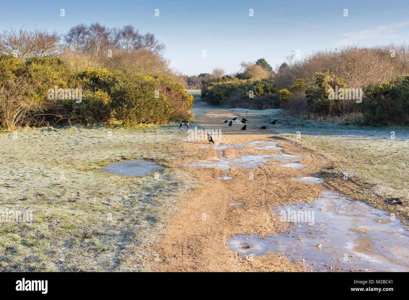 Blue crows hi-res stock photography and images - Alamy