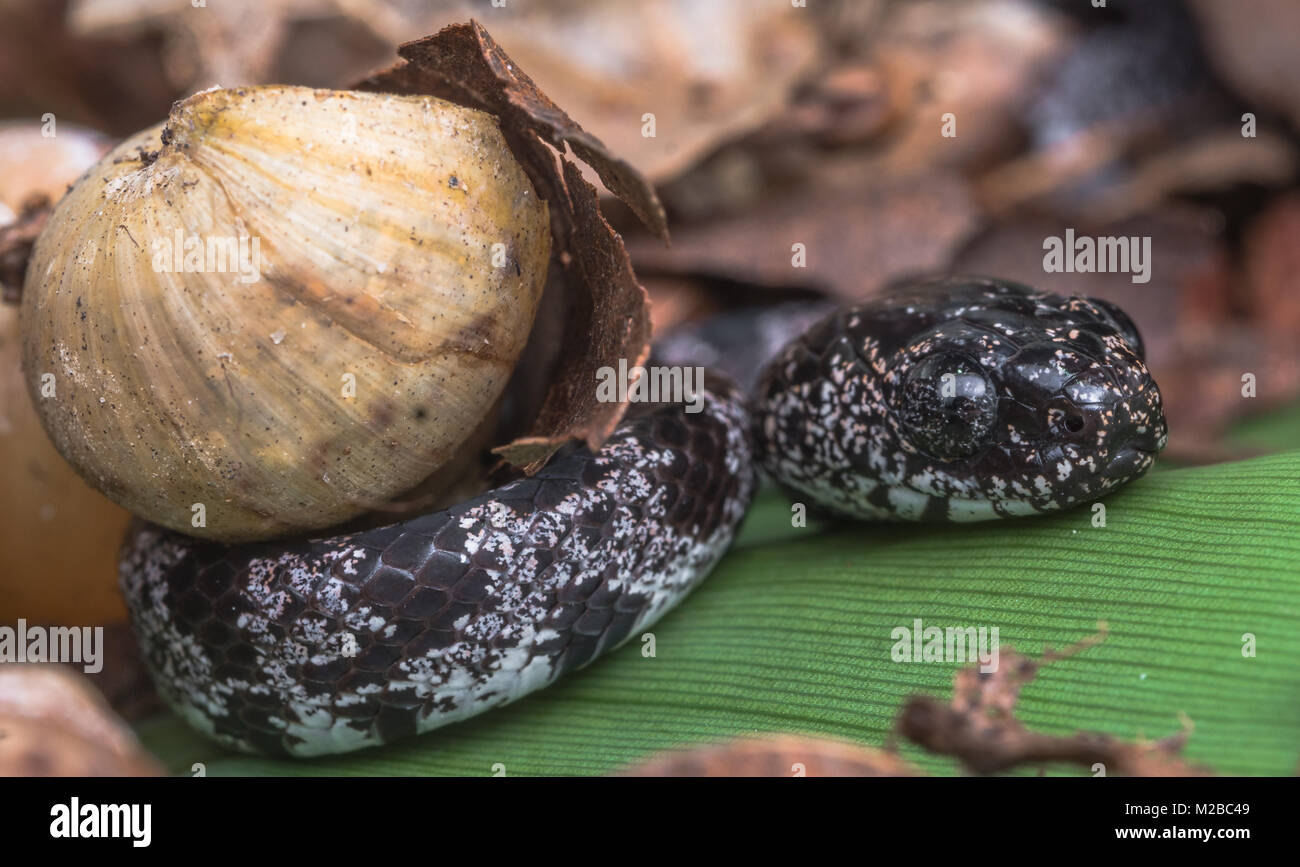 Snake photography tips hi-res stock photography and images - Alamy