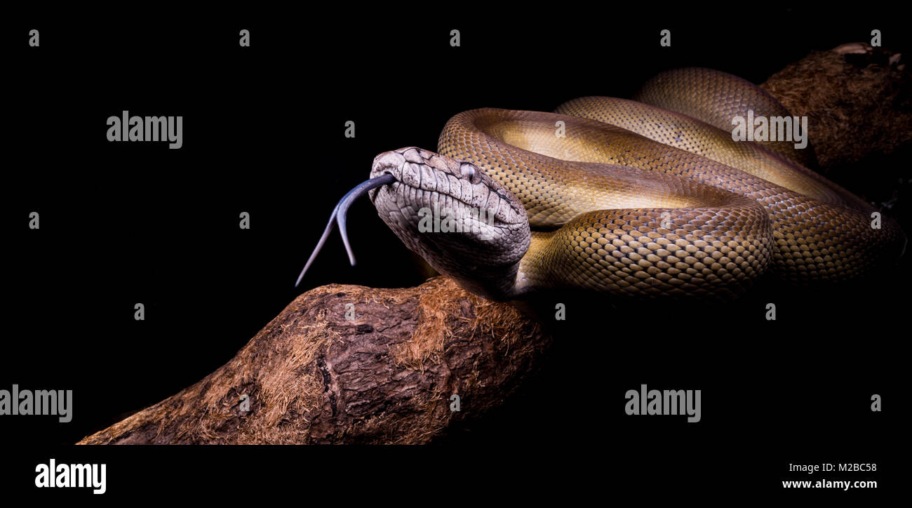 Water dwelling snake hi-res stock photography and images - Alamy
