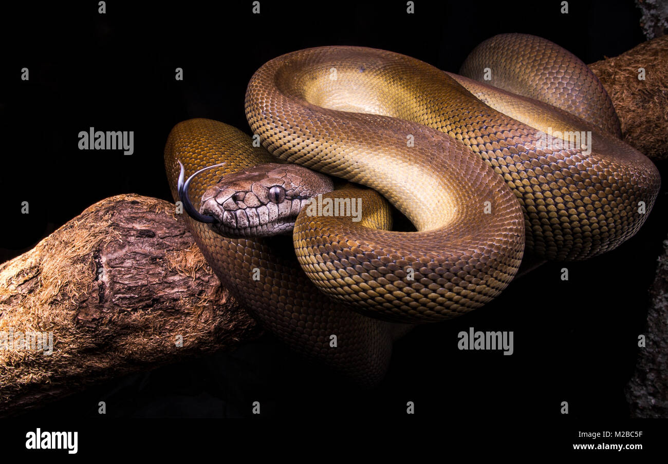 Giant Python Snake High Resolution Stock Photography and Images - Alamy