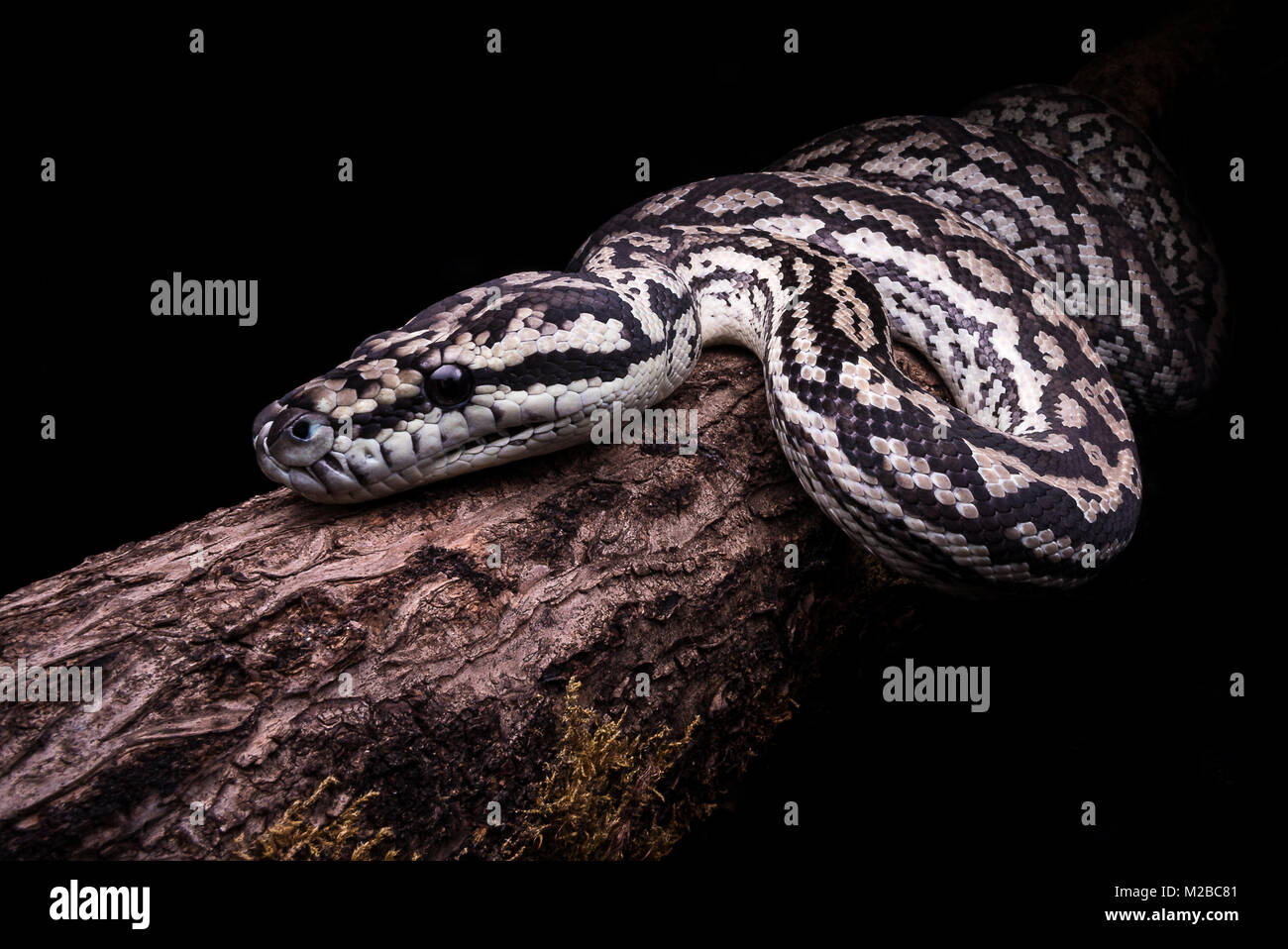 Snake photography tips hi-res stock photography and images - Alamy
