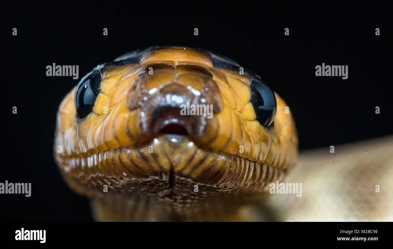 Happy woma hi-res stock photography and images - Alamy