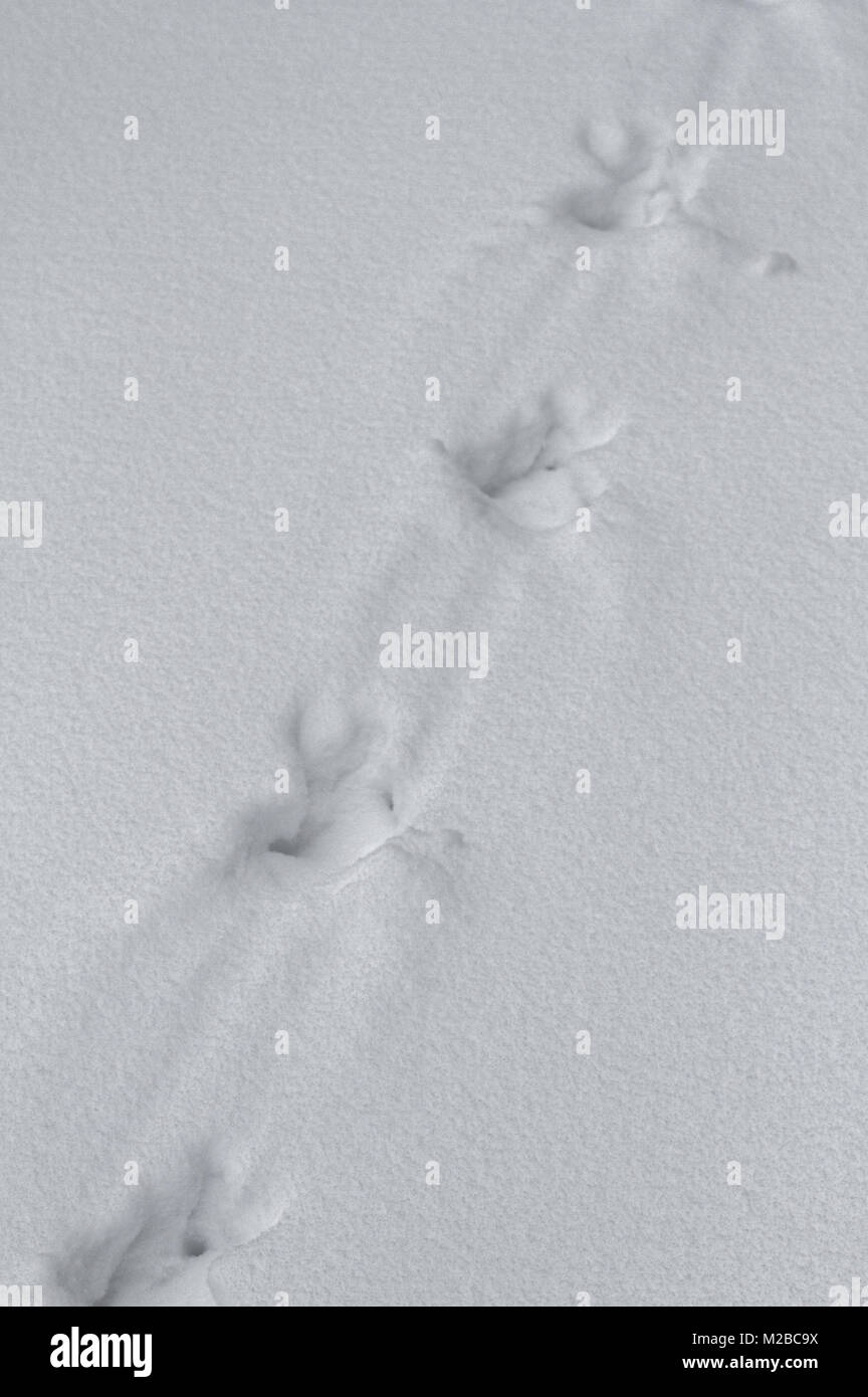 Turkey foot hi-res stock photography and images - Alamy