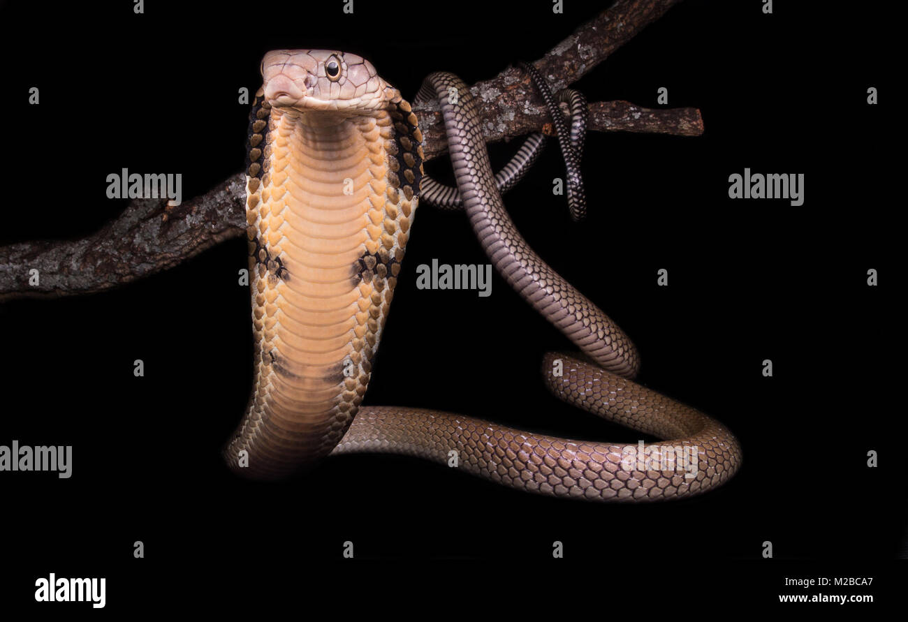 Asia cobra hi-res stock photography and images - Alamy