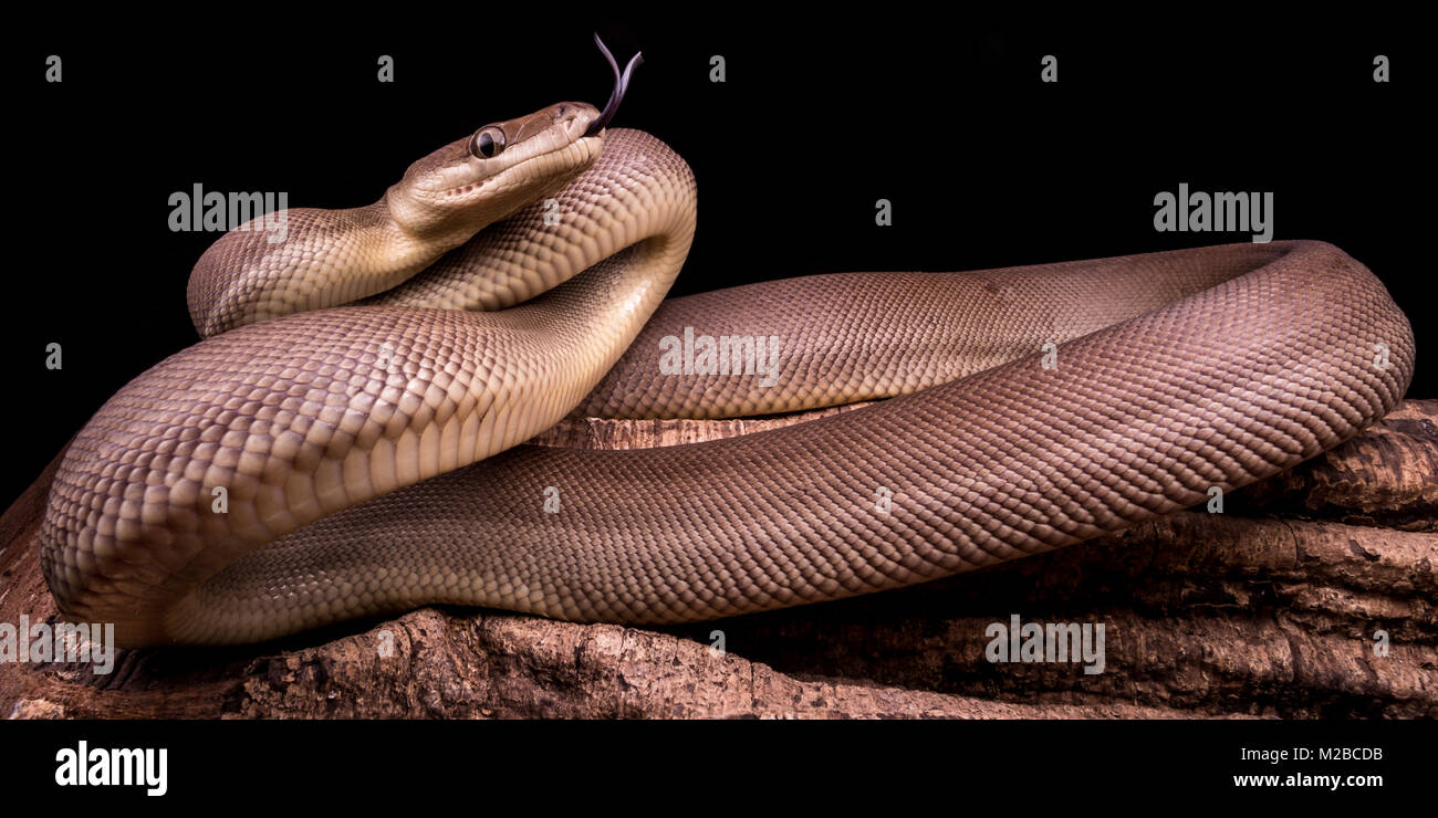 Snake photography tips hi-res stock photography and images - Alamy