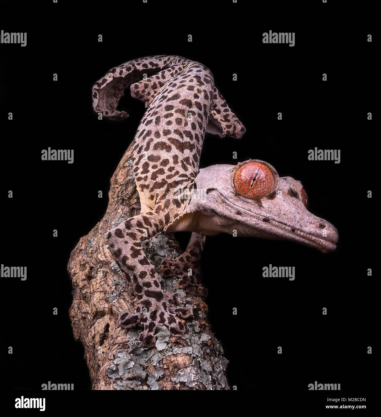 Uroplatus henkeli / leaf tailed gecko Stock Photo - Alamy