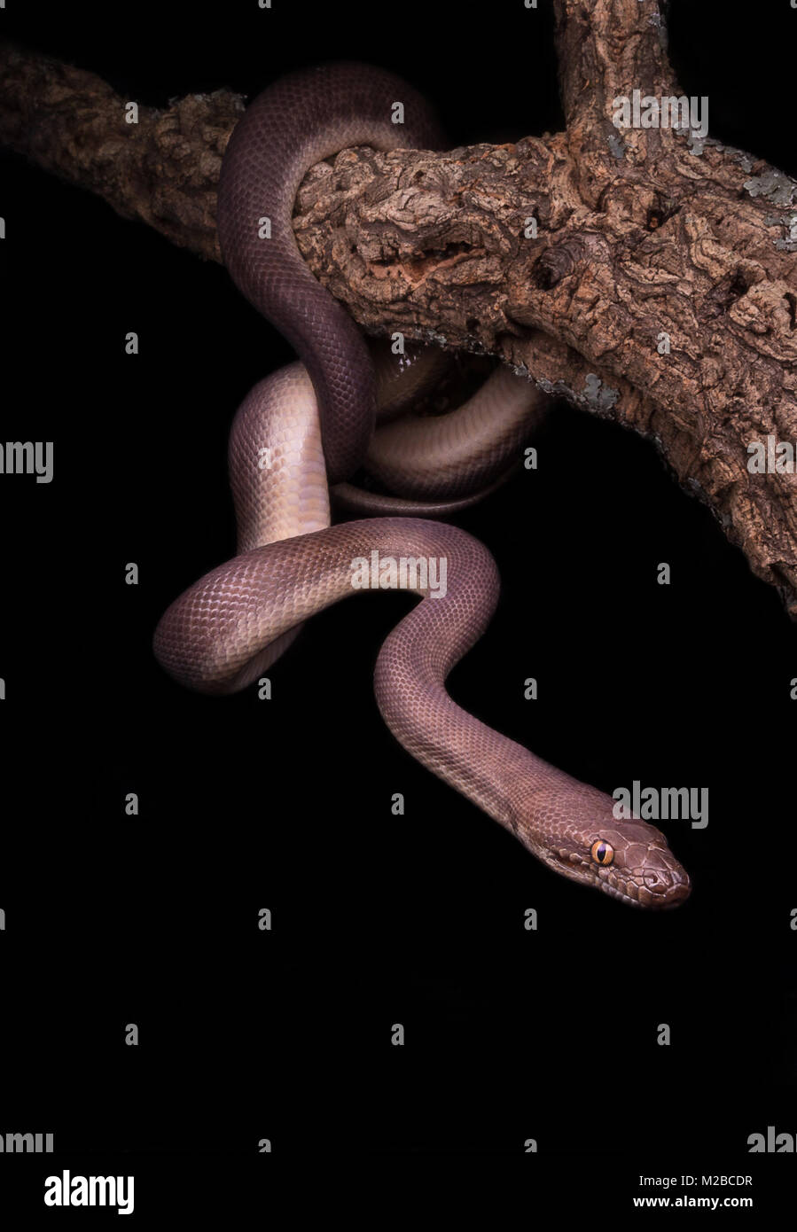 Snake photography tips hi-res stock photography and images - Alamy