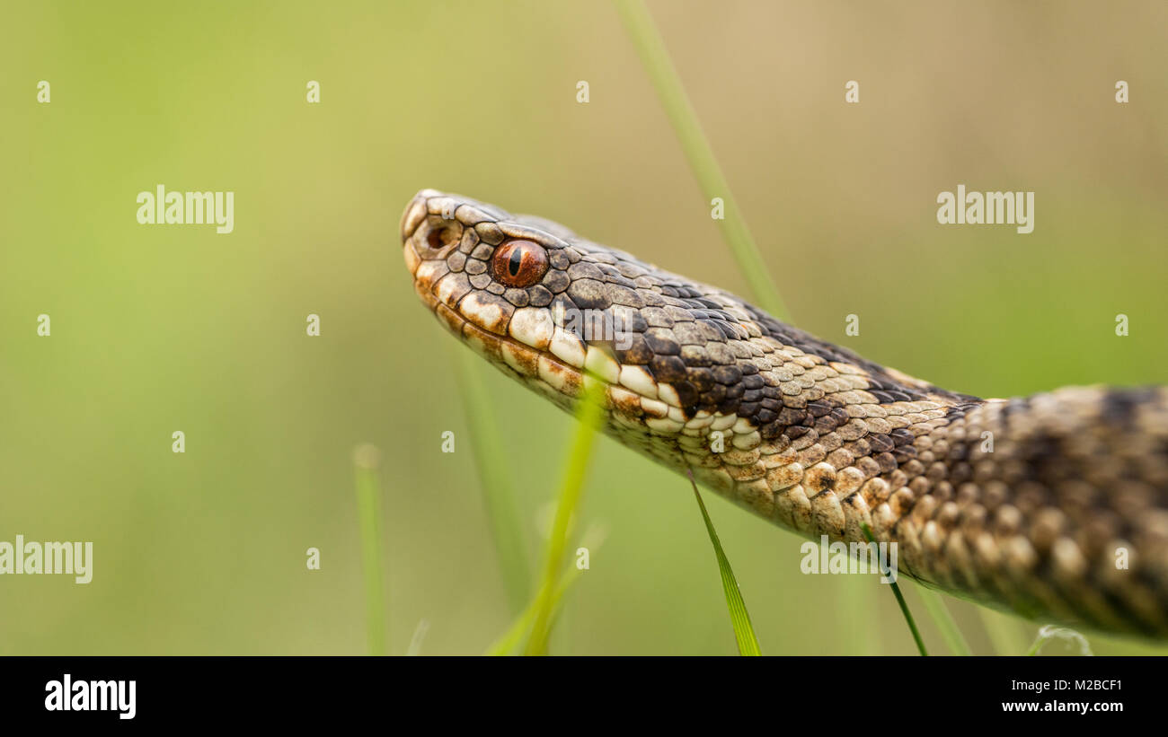 Wild male adder viper hi-res stock photography and images - Alamy