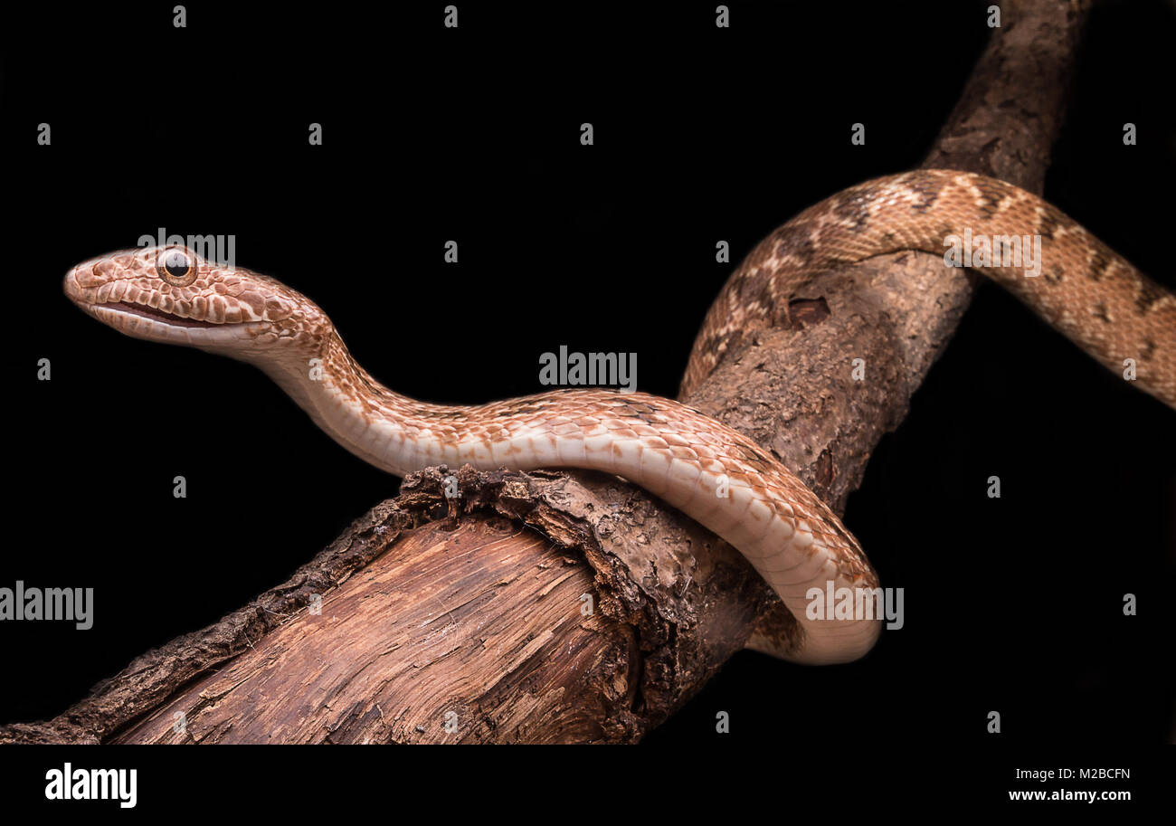 Water dwelling snake hi-res stock photography and images - Alamy