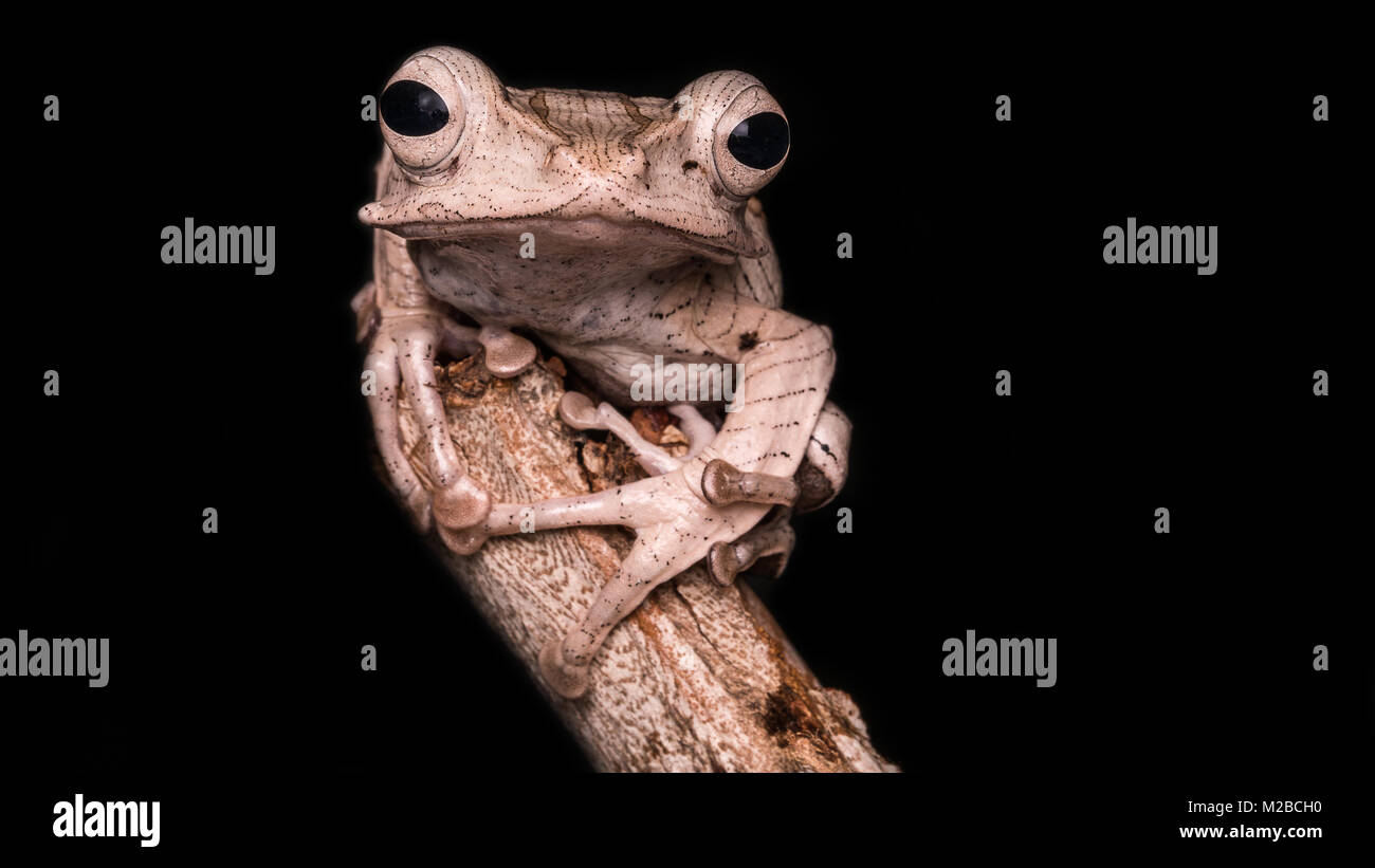 Polypedates otilophus / File-eared tree frog Stock Photo - Alamy