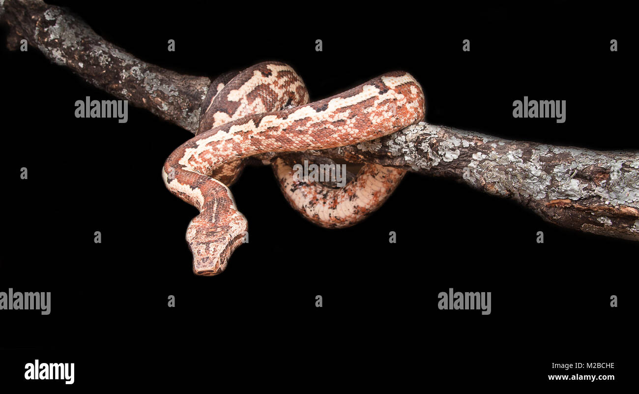 Snake photography tips hi-res stock photography and images - Alamy