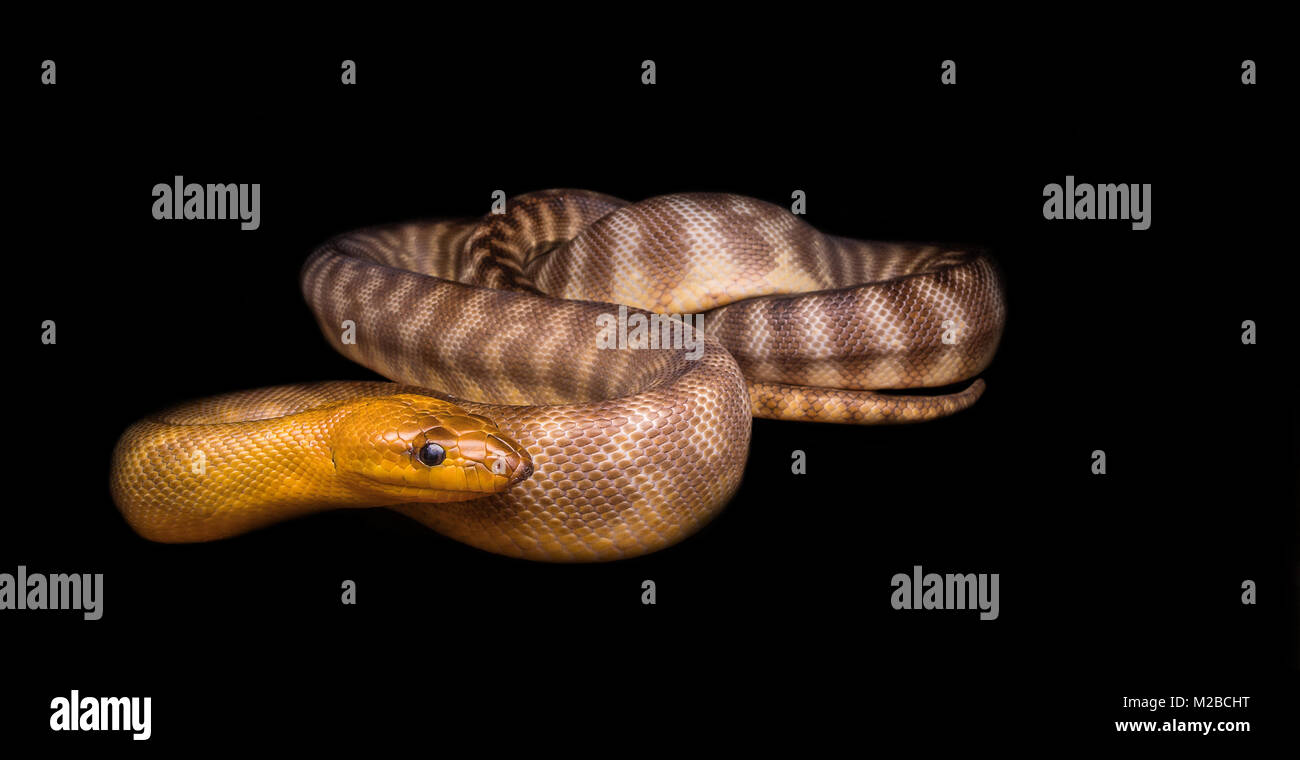 Woma hi-res stock photography and images - Alamy