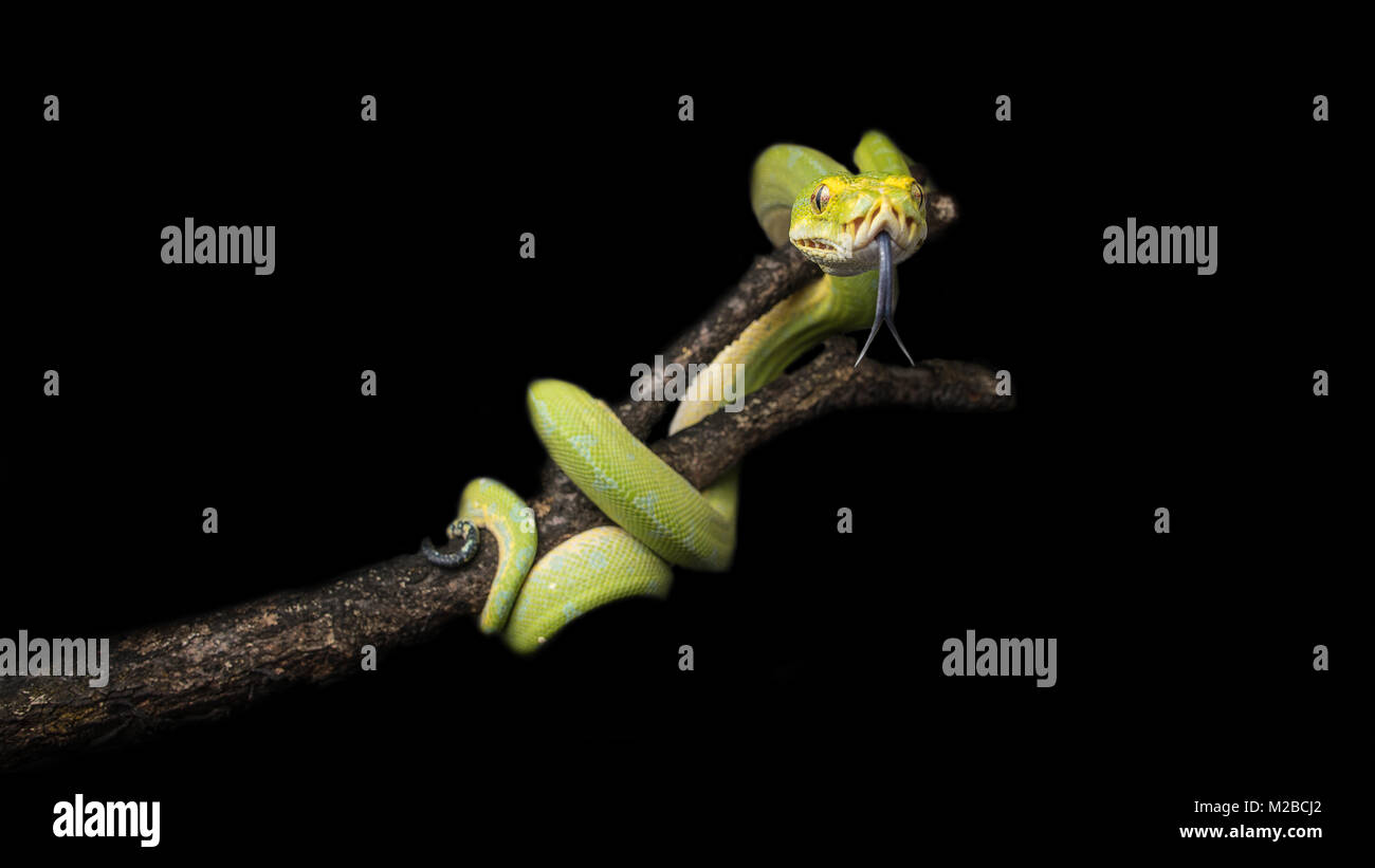 Morelia viridis / Green tree python Stock Photo - Alamy