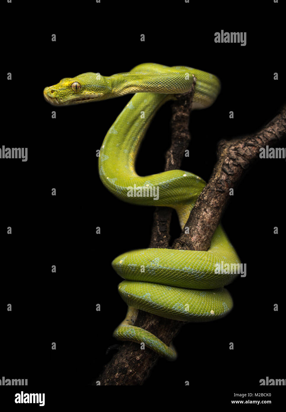 Rainforest emerald tree boa hi-res stock photography and images - Alamy