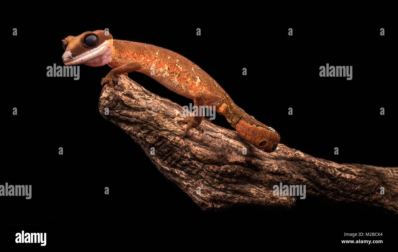 Cat Gecko High Resolution Stock Photography and Images - Alamy