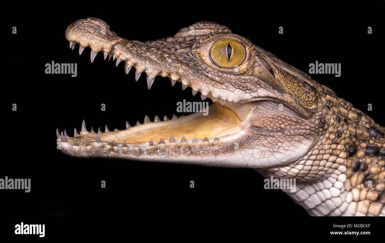 Philippine crocodile hi-res stock photography and images - Alamy