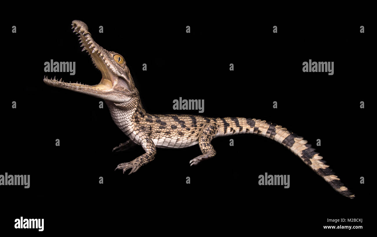 crocodylus mindorensis / Philippine crocodile Stock Photo - Alamy