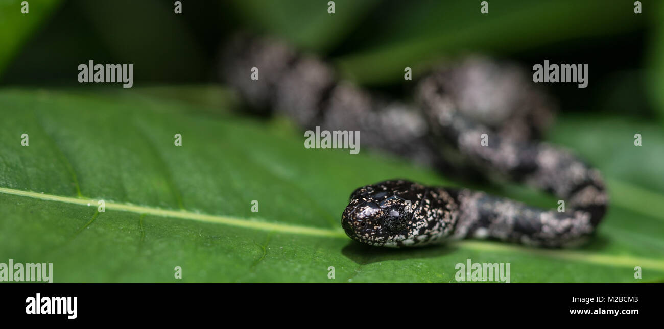 Clouded snake hi-res stock photography and images - Alamy