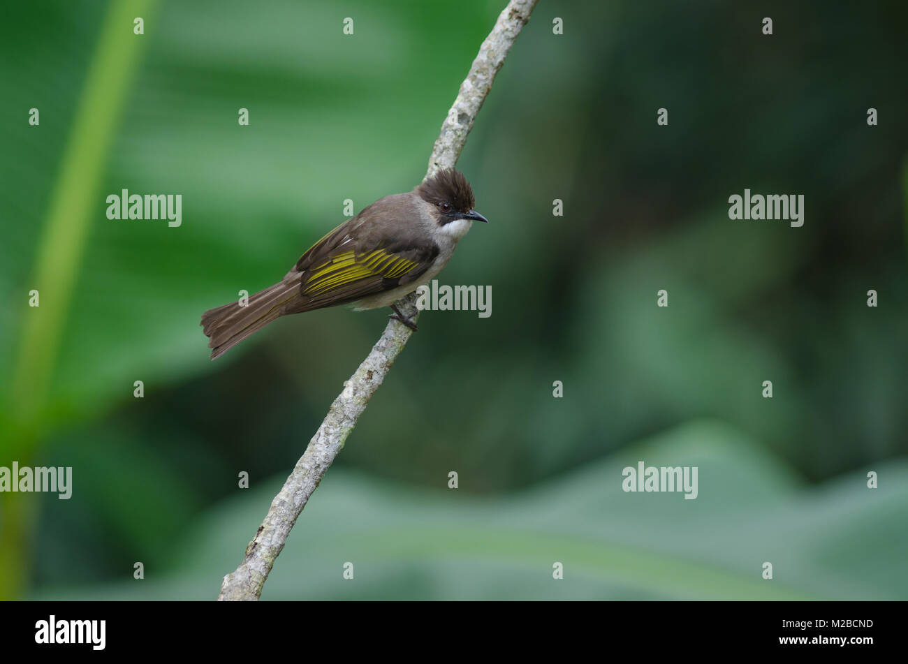 Ashy Bulbul (Hemixos cinerea) perching on the branch in nature ...