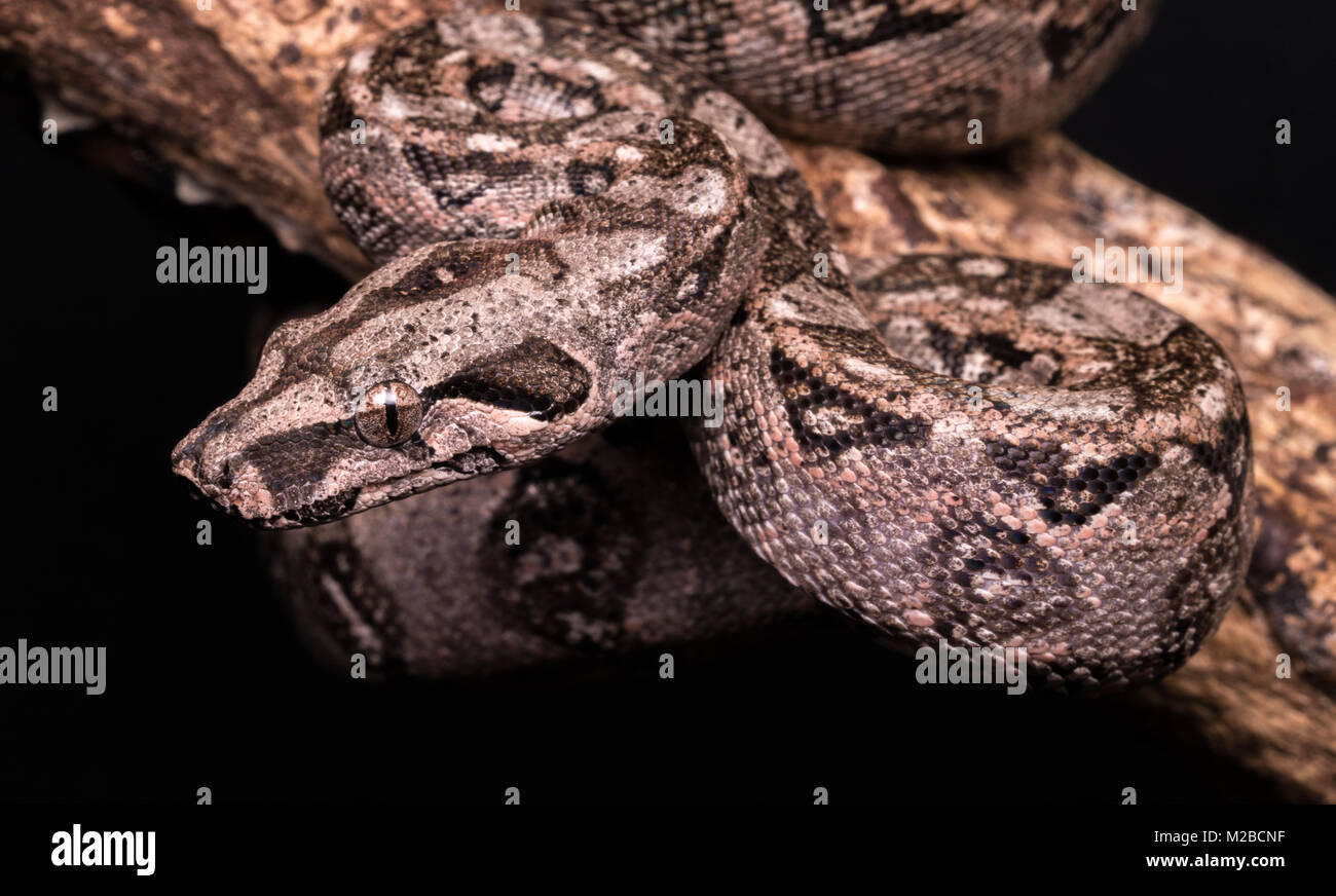 Snake photography tips hi-res stock photography and images - Alamy