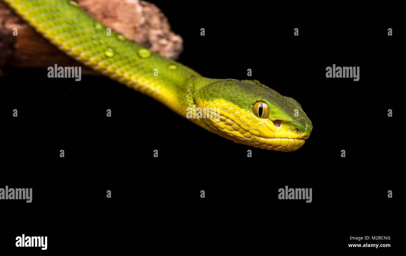Snake photography tips hi-res stock photography and images - Alamy