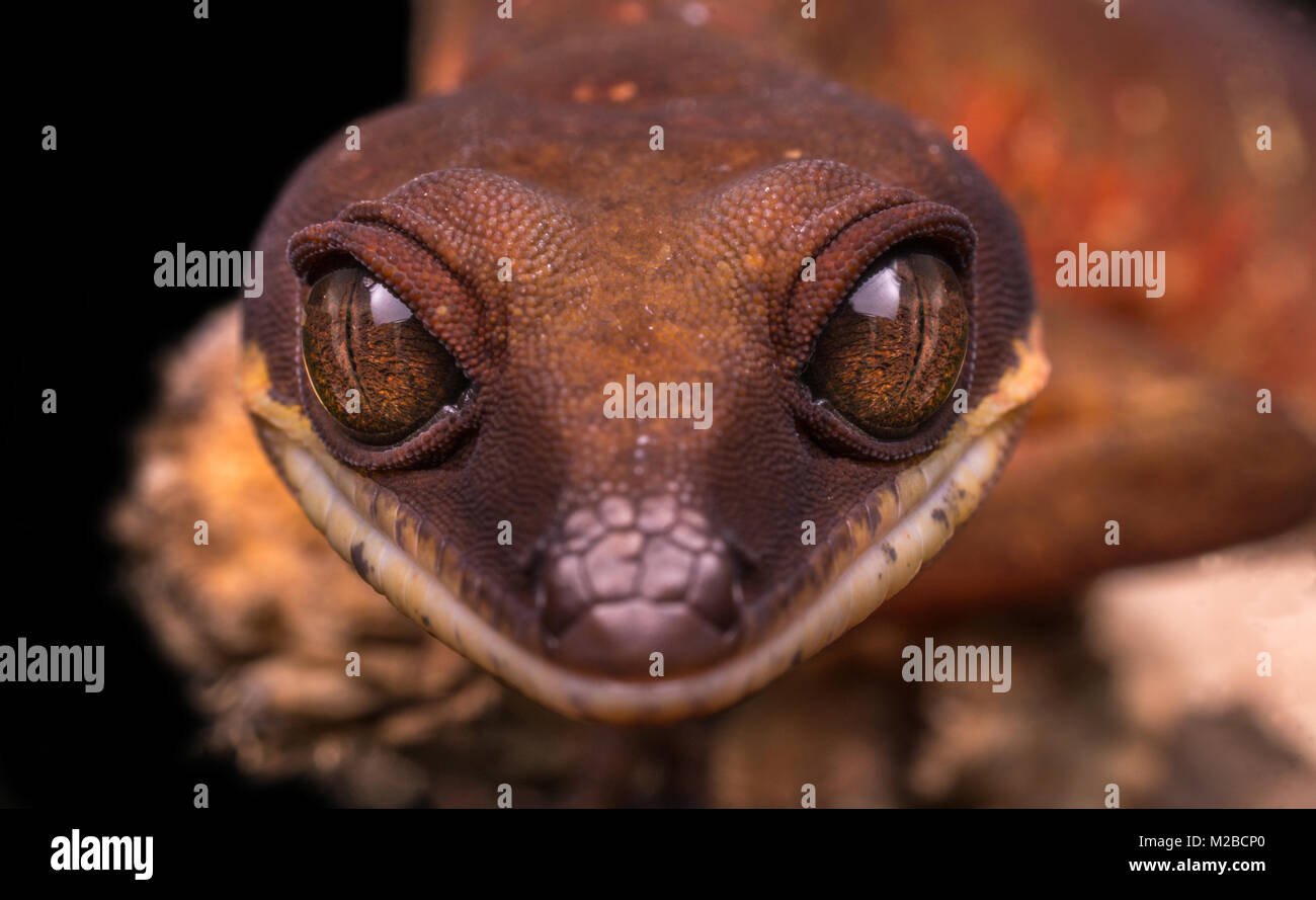 Cat Gecko High Resolution Stock Photography and Images - Alamy