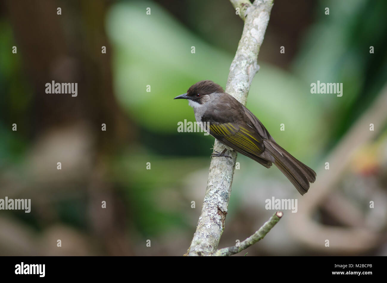 Ashy Bulbul (Hemixos cinerea) perching on the branch in nature ...