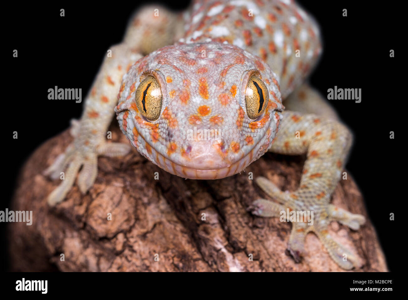 Gekko gecko / Tokay gecko Stock Photo - Alamy