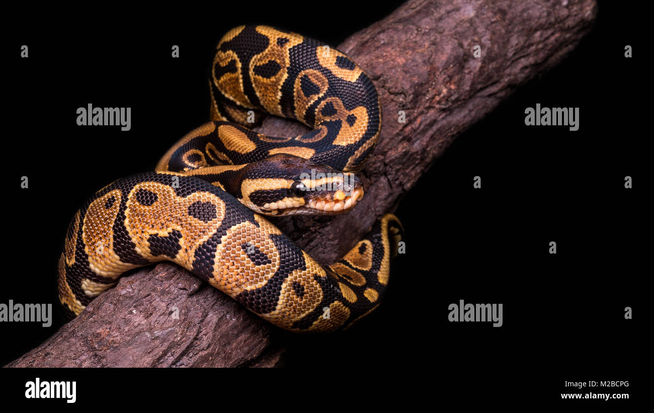 Python regius / Royal python Stock Photo - Alamy