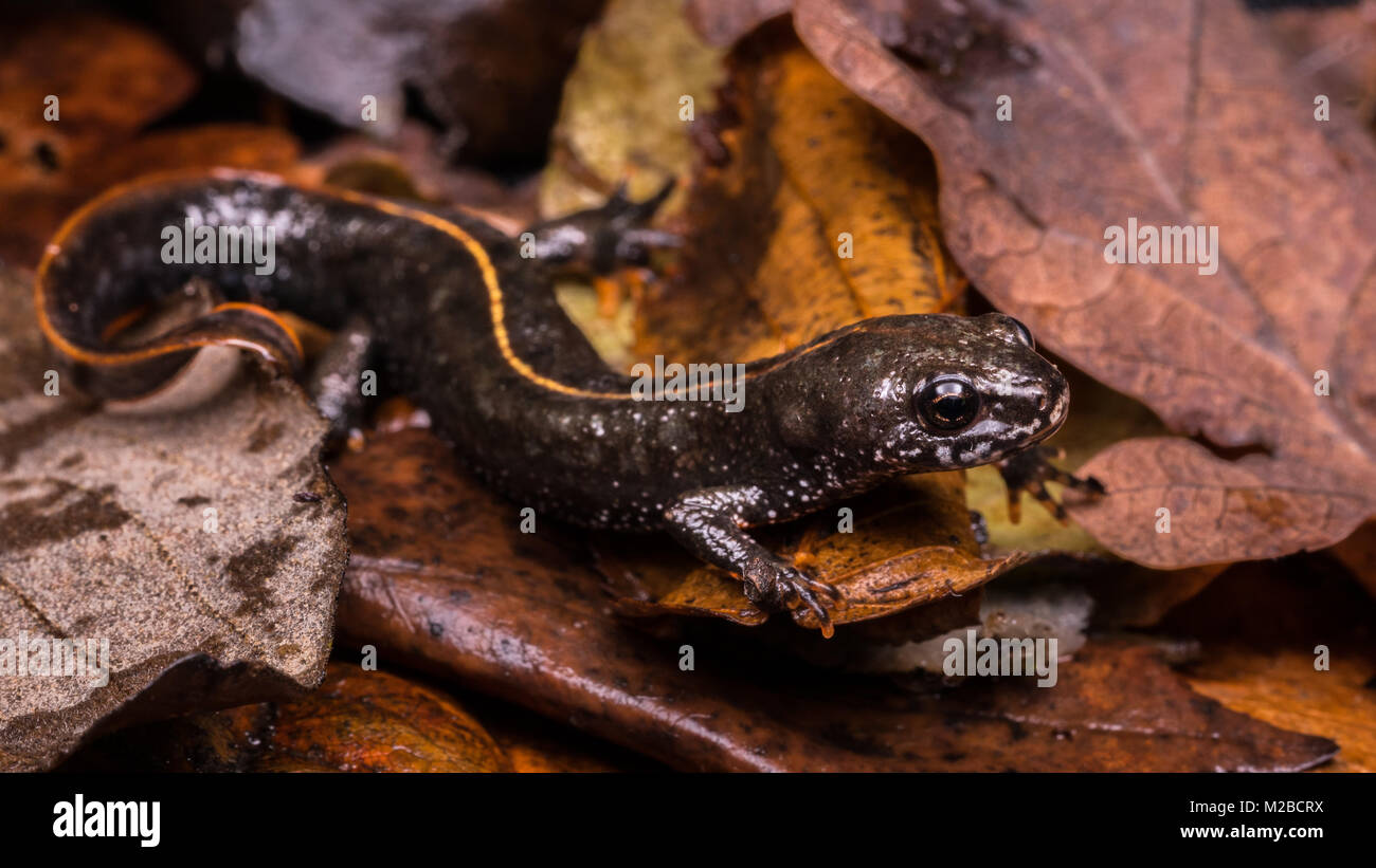 Triturus dobrogicus / Danube crested newt Stock Photo - Alamy