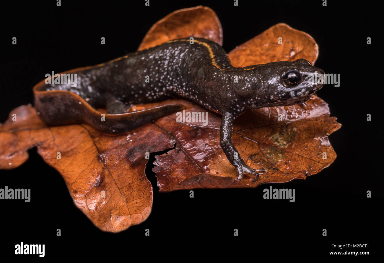 Triturus dobrogicus / Danube crested newt Stock Photo - Alamy